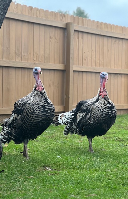 Narragansett Turkey Jakes | www.vomzafroshnaranch.com